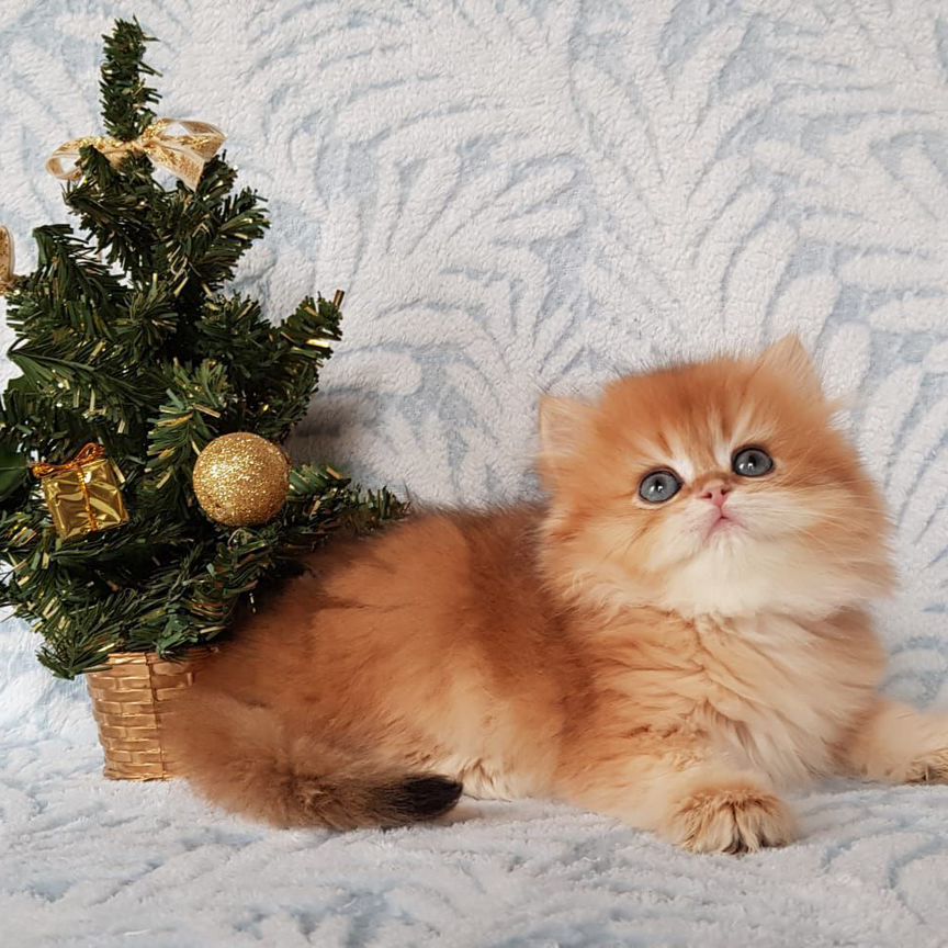 Золотая шиншилла