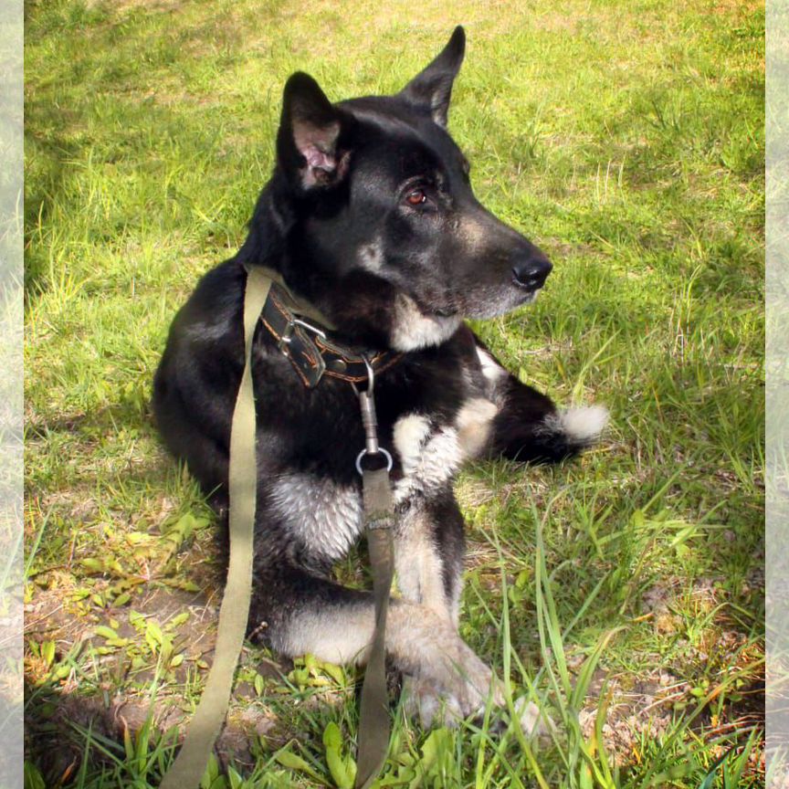 Собака девочка Линда бесплатно