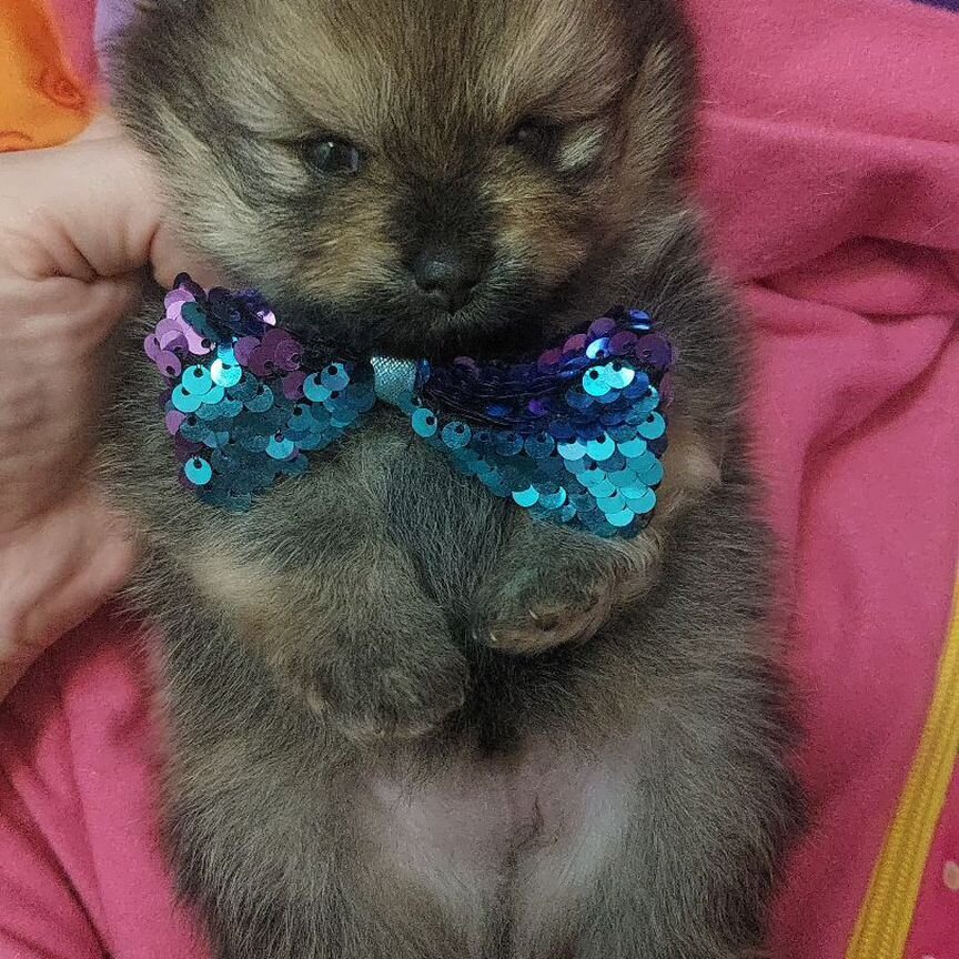 Померанский шпиц мальчик