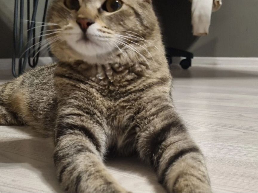 Отдадим котика в ответственные руки