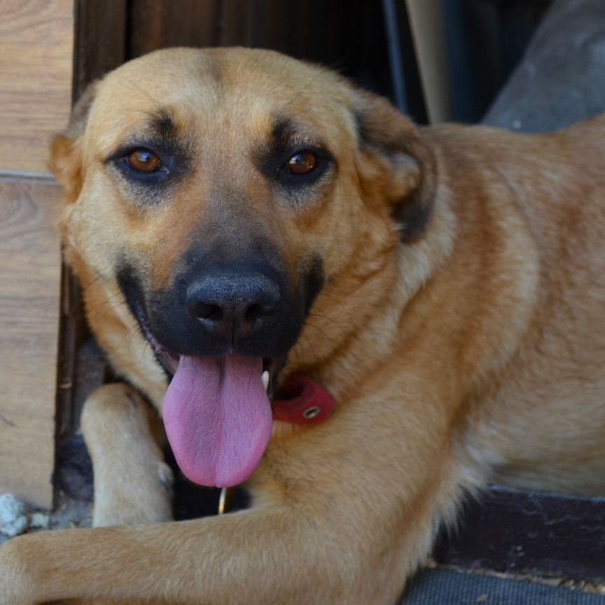 Собака в добрые руки