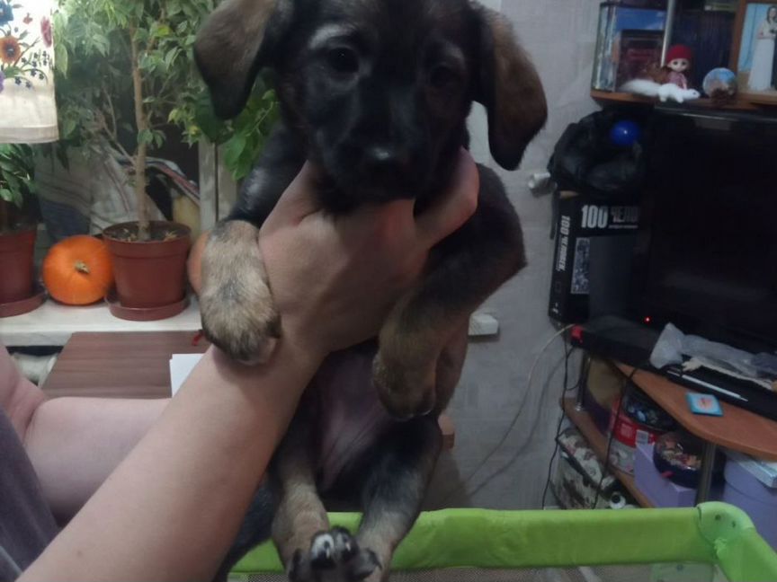 Щенок в добрые руки бесплатно