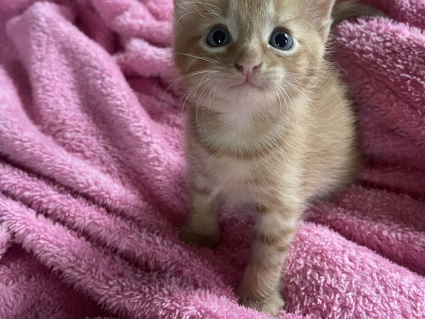 Котенок