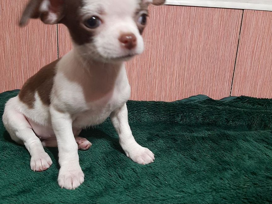 Щенки чихуахуа девочки