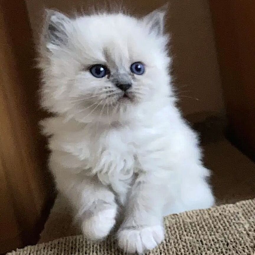 Невский маскарадный котёнок