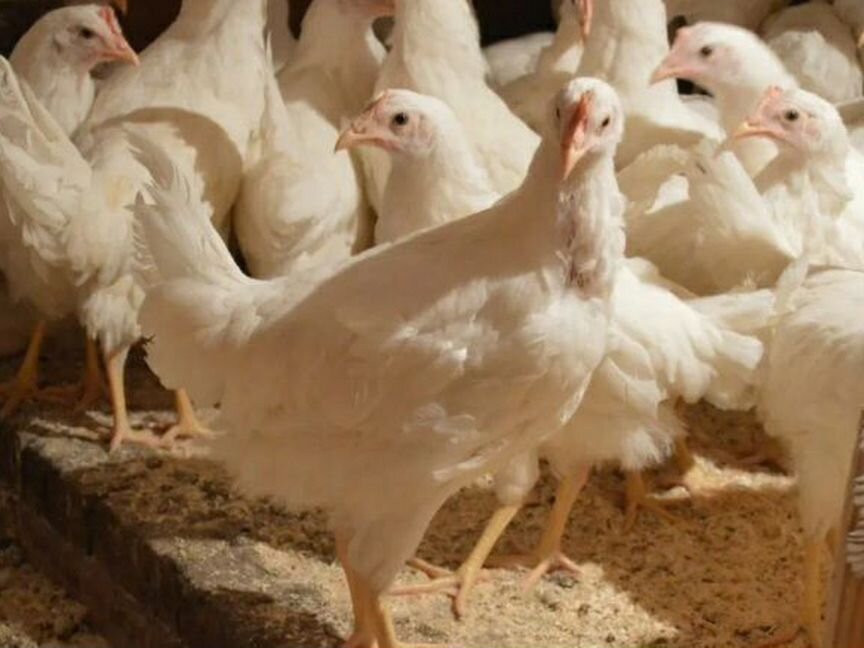 Молодки куры несушки