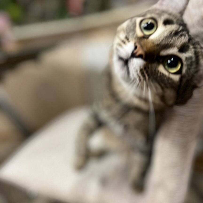 Лапушок. Молодой котик ищет дом