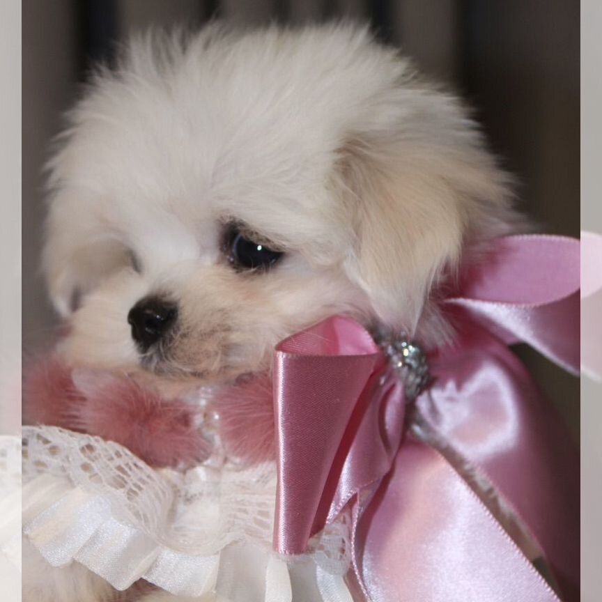 Мальтезе micro тикап