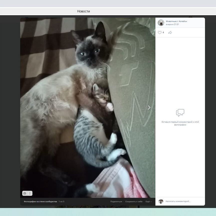 Сиамская кошка с котятами г. Копейск