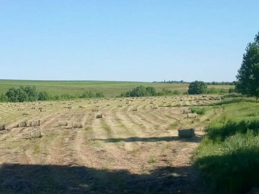 Сено луговое в тюках