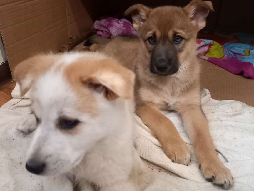 Щенок в добрые руки бесплатно