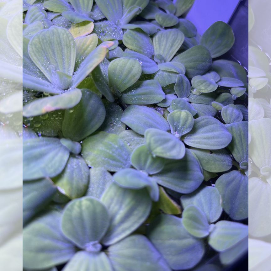 Пистия. Аквариумные растения