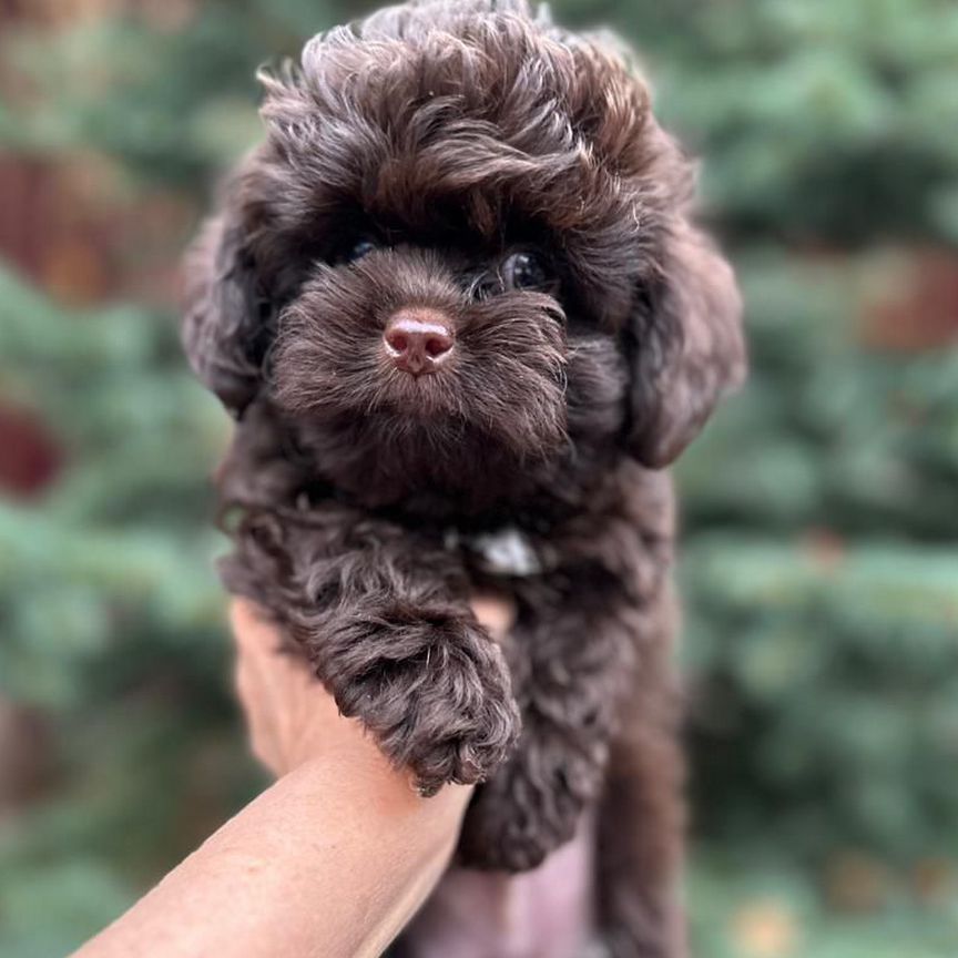 Мальтипу, щенок