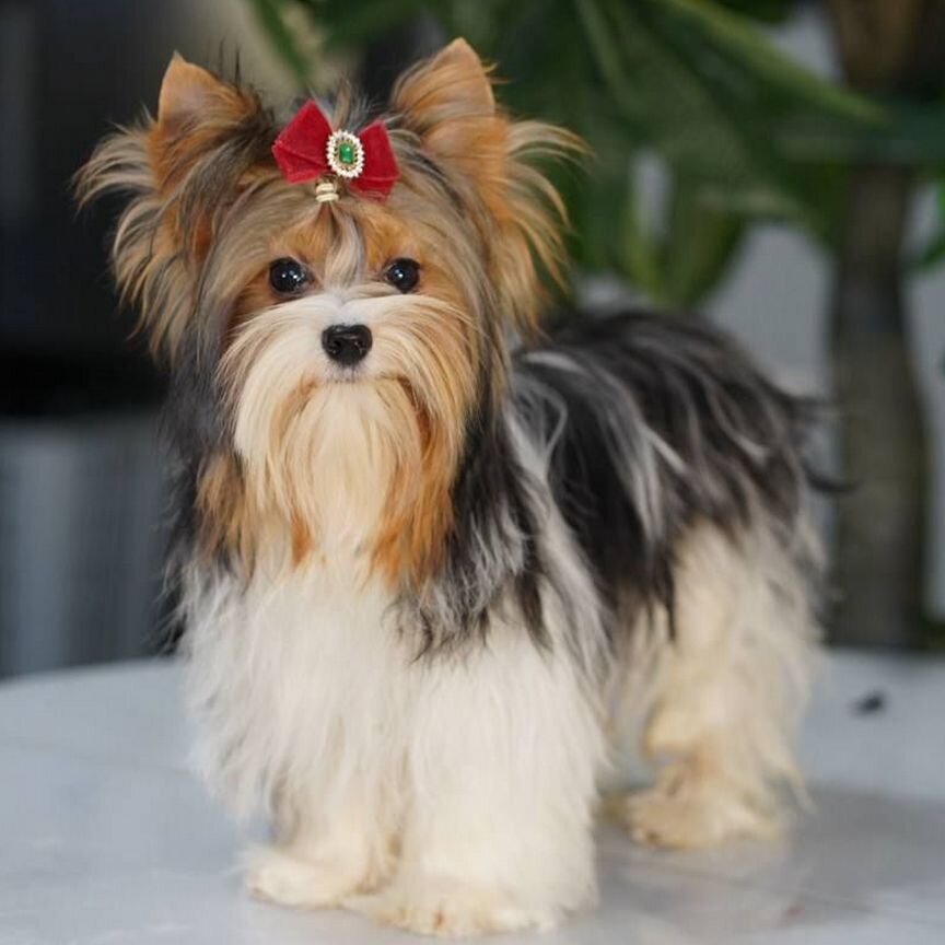 Бивер-йоркширский терьер, щенок