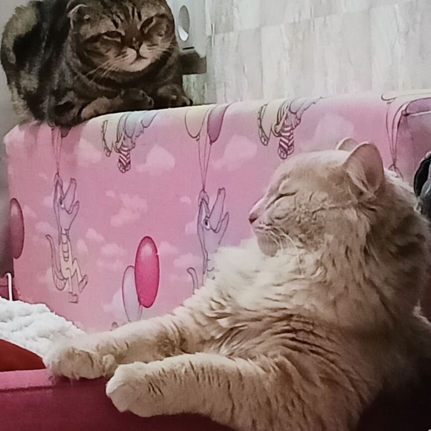 Сима и Симба