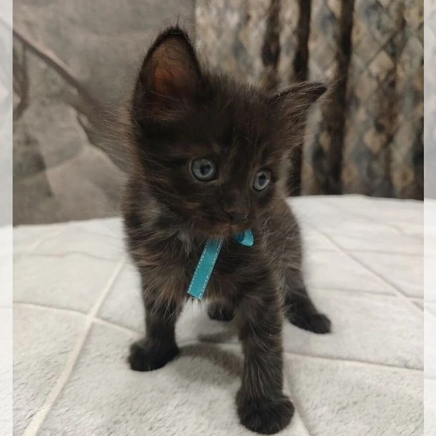 Донской сфинкс котёнок