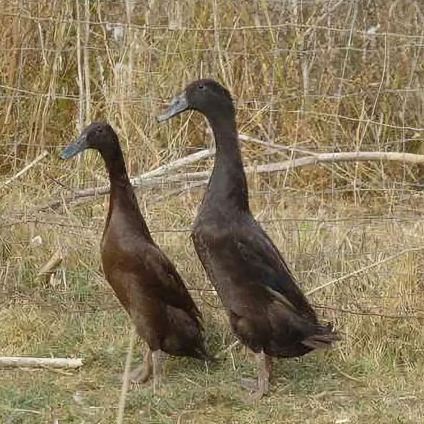 Индийский бегунок