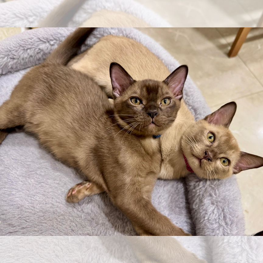 Бурманские котята