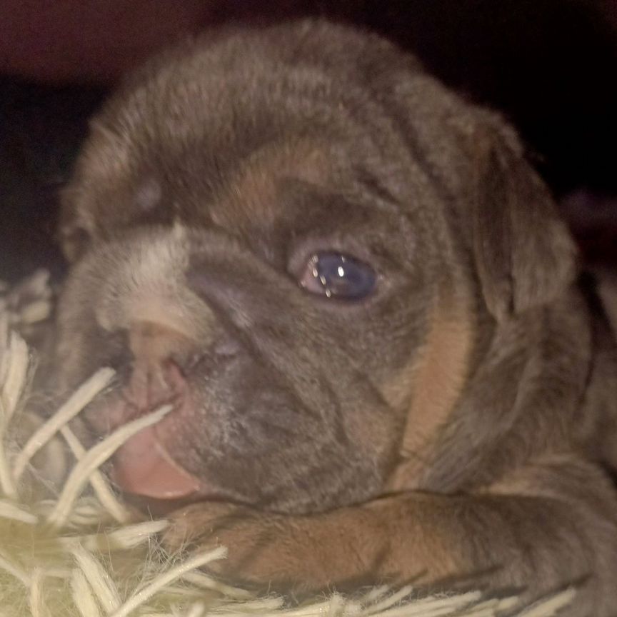 Французский бульдог, щенок