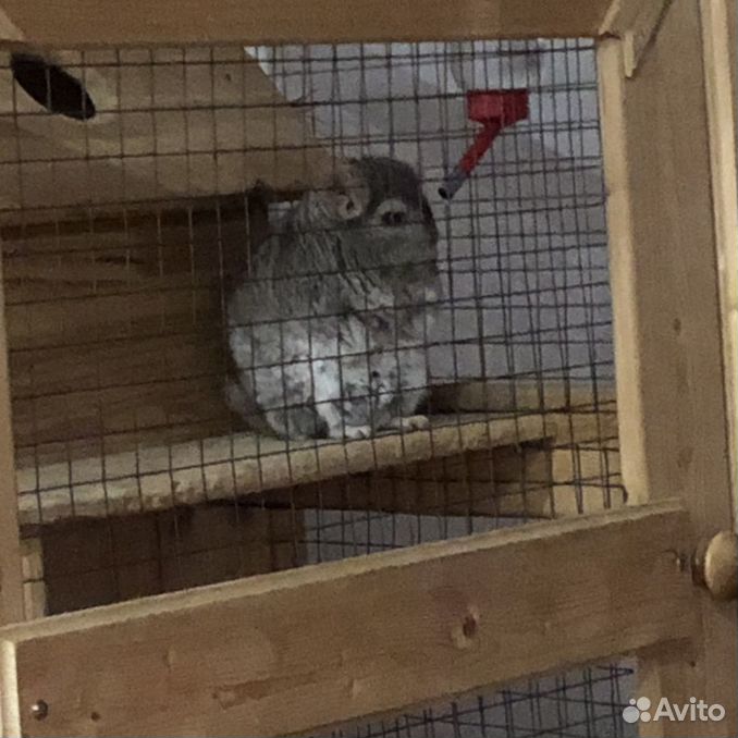 Отдам шиншиллу