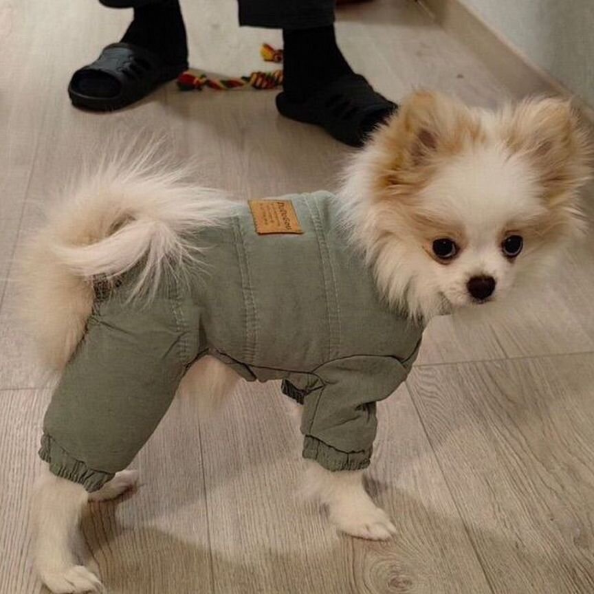 Одежда для собак