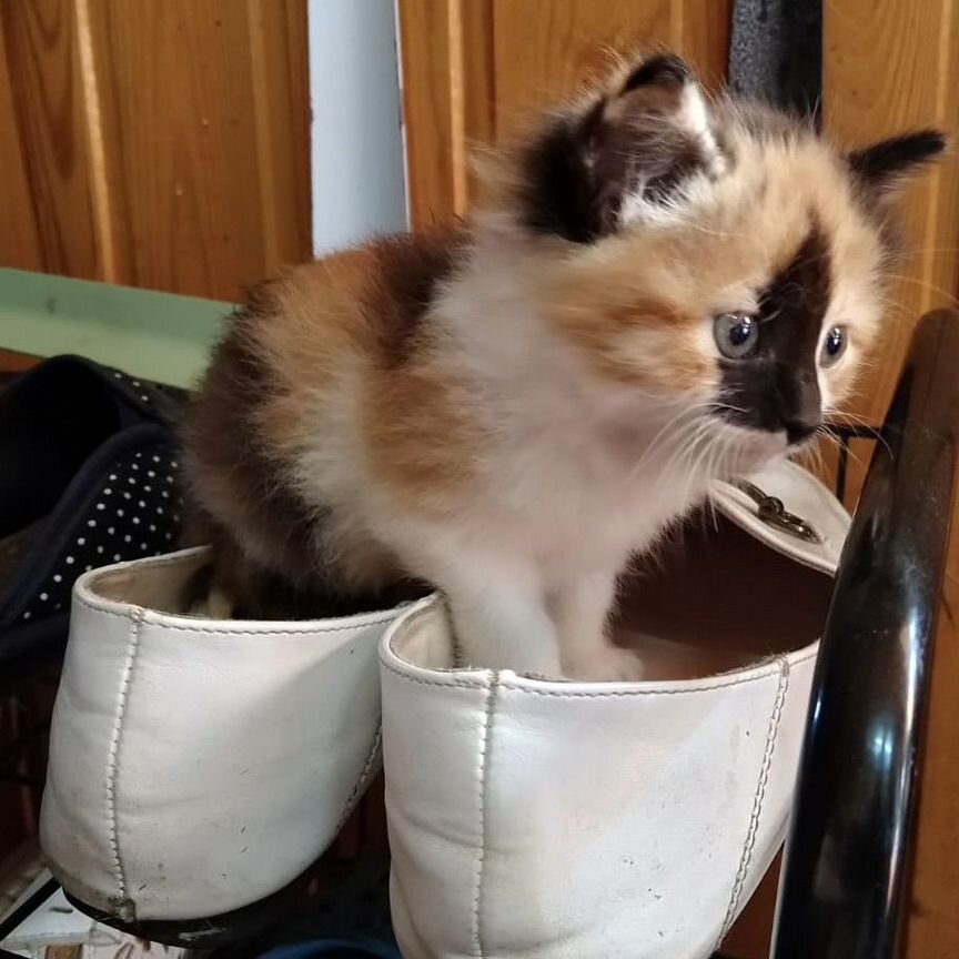 Котята