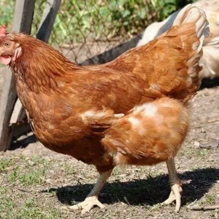 Куры несушки