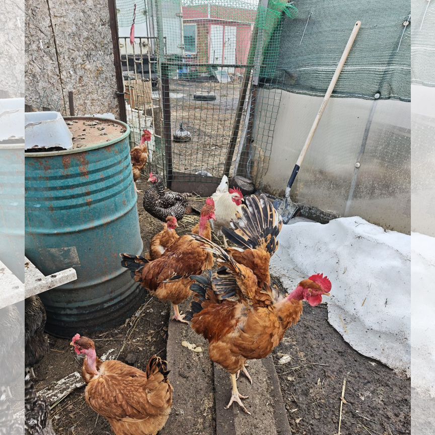 Голошейные петухи 10 мес