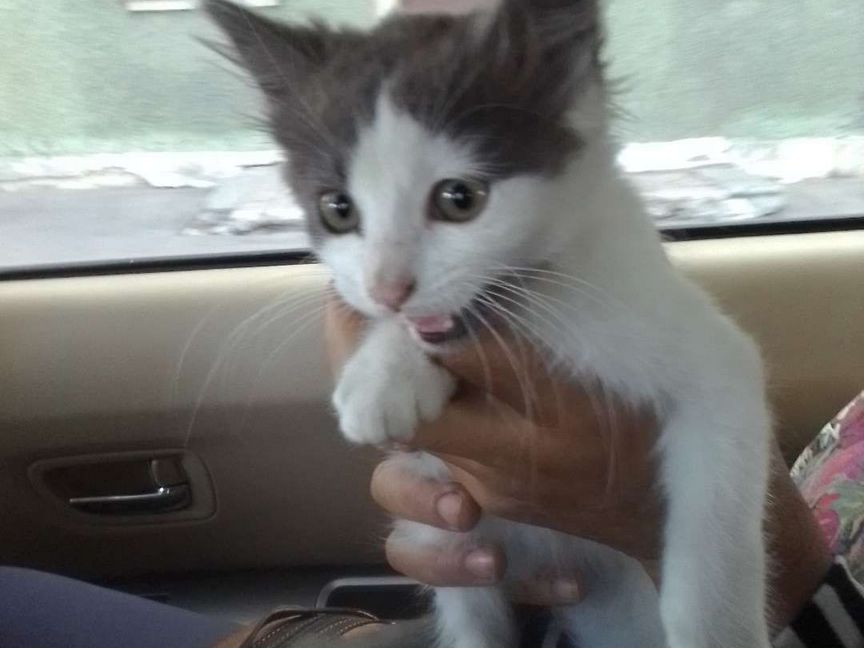 Кошка в дар бесплатно котенок