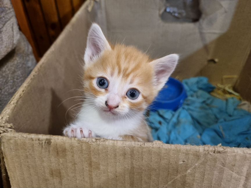Рыжий котик