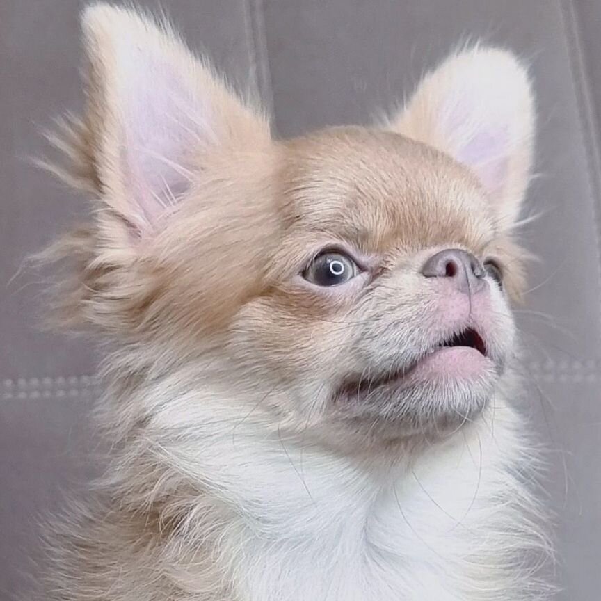 Чихуахуа мальчик красавчик