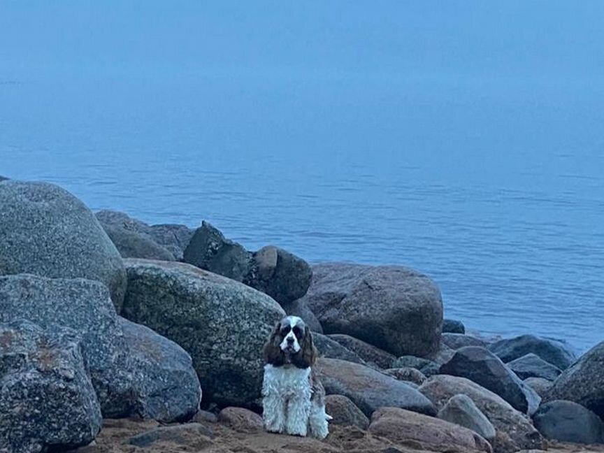 Американский коккер-спаниэль, вязка