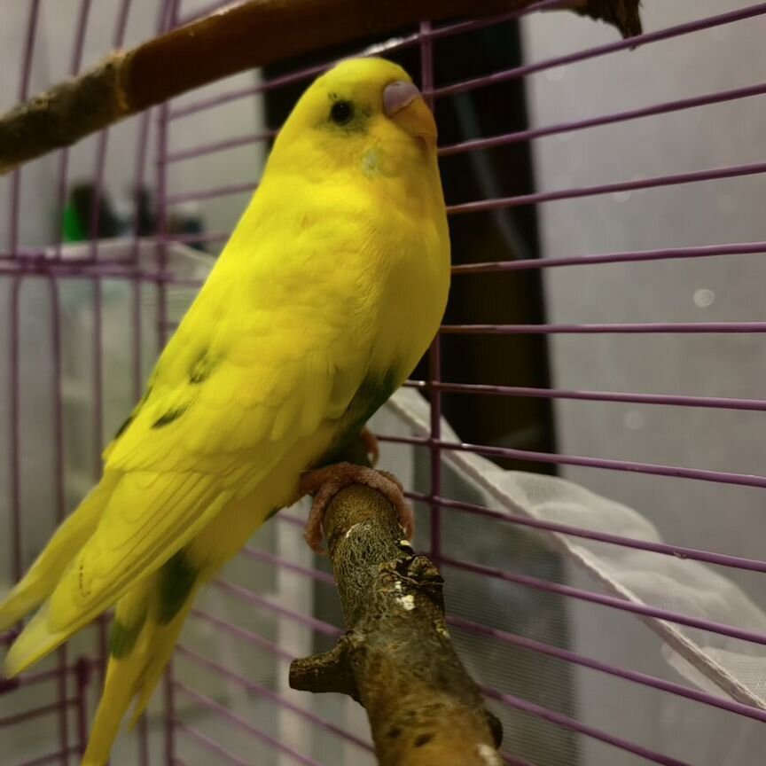 Волнистый попугай девочка