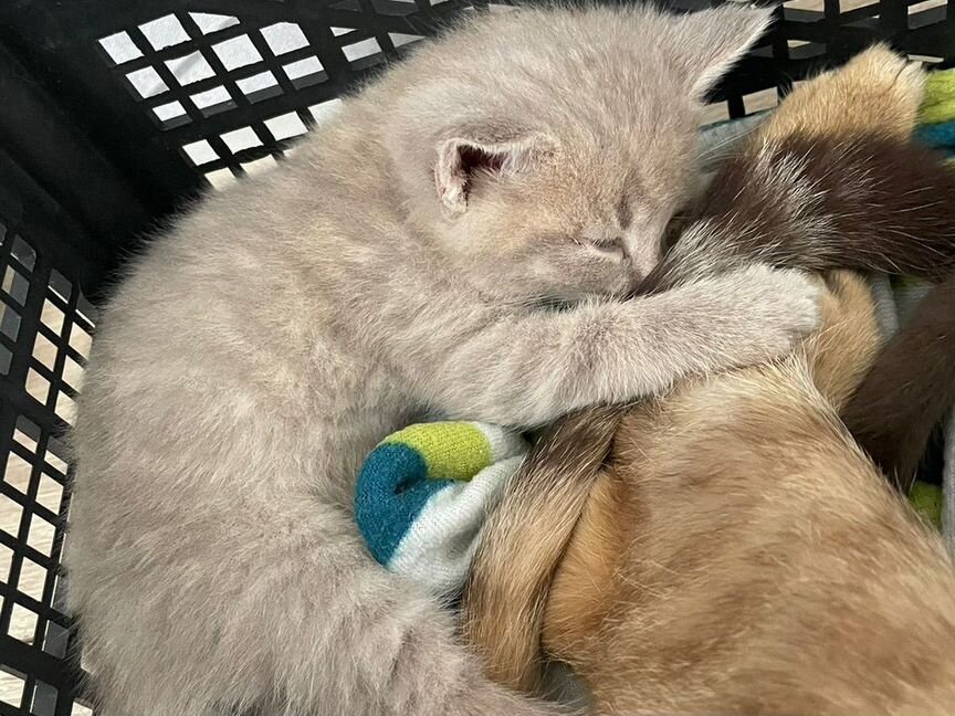 Котята британские