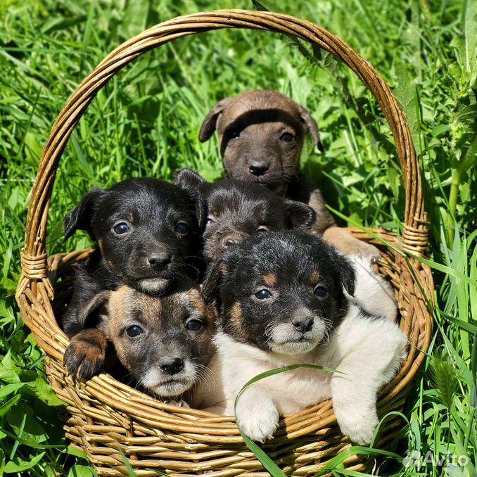 Отдам забавных кутят в добрые руки