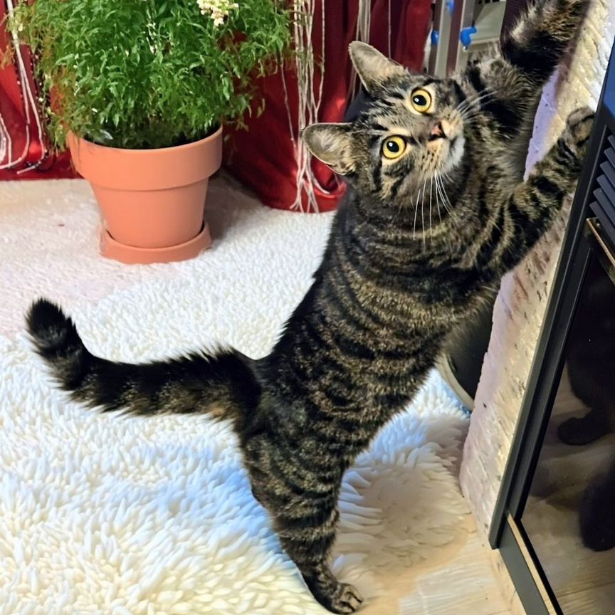 Взрослая кошка в добрые руки