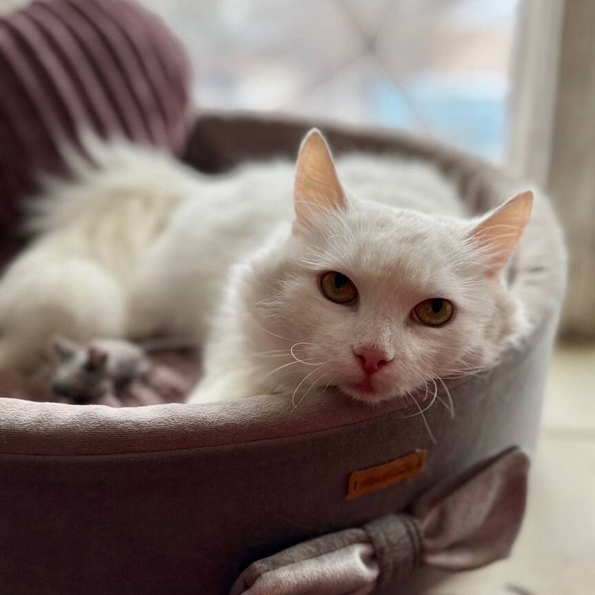 Отдам в добрые руки кошку