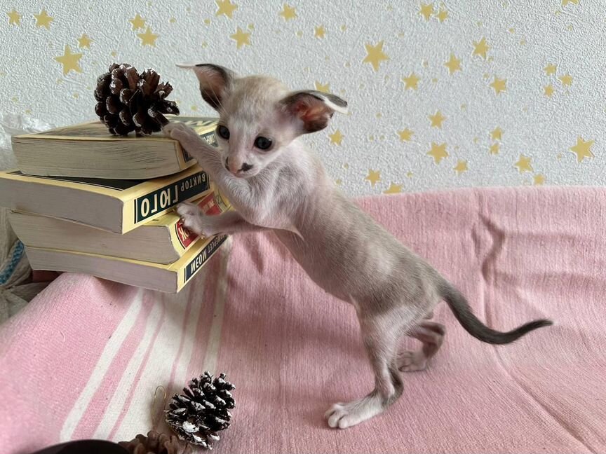 Экстремальные ориентальные котята