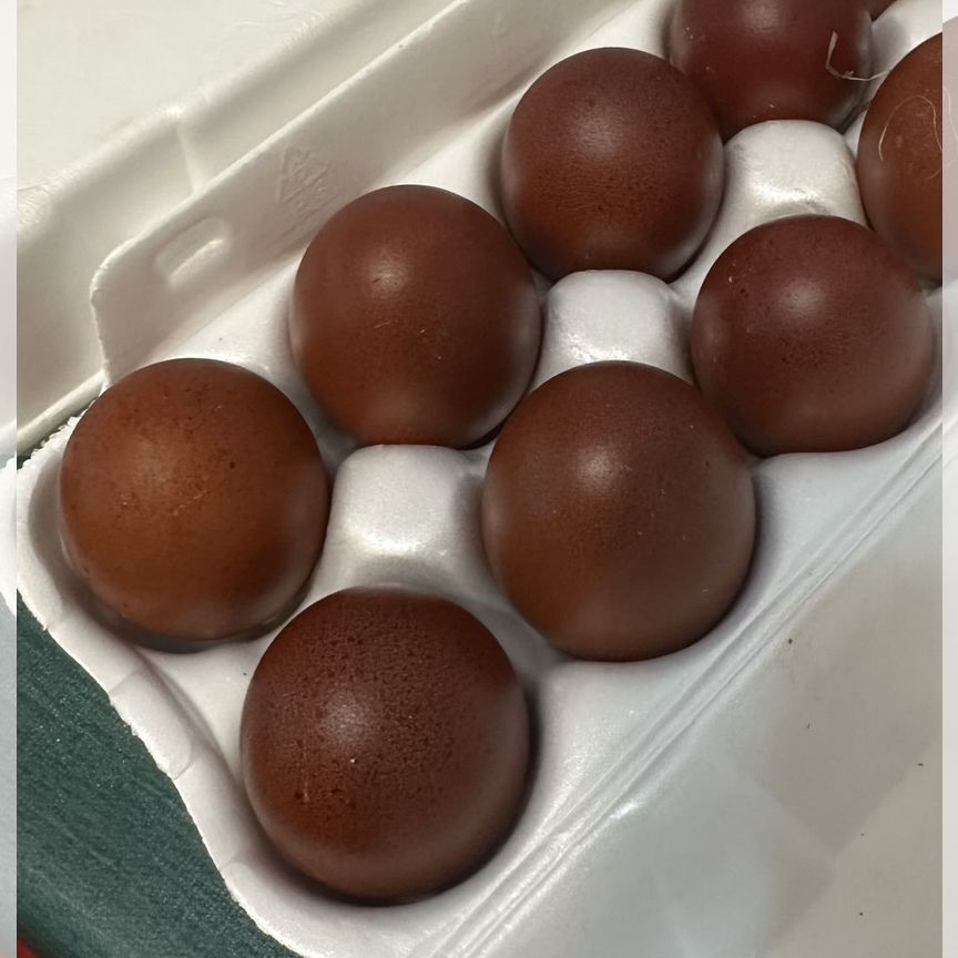 Инкубационное яйцо Маран