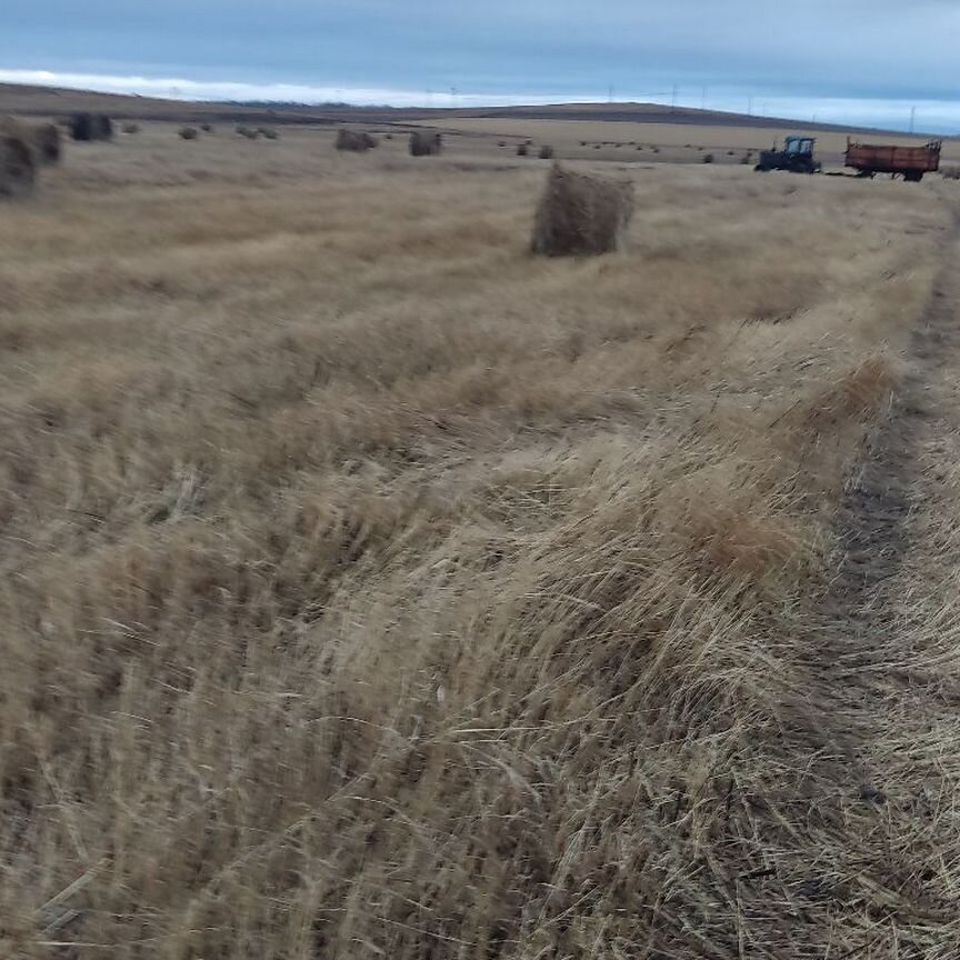 Продам сено в рулонах