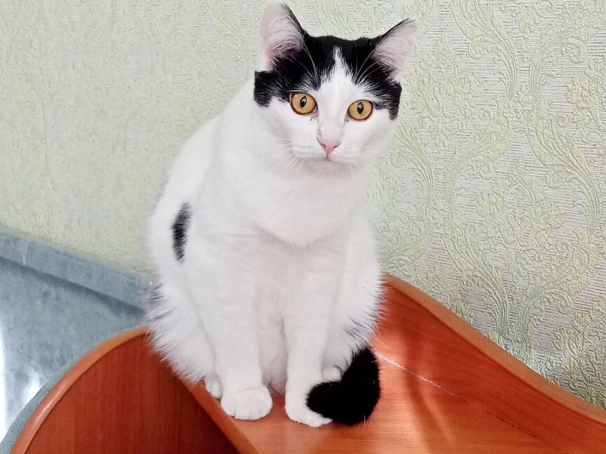 Шуша, 2 года, красивая недотрога