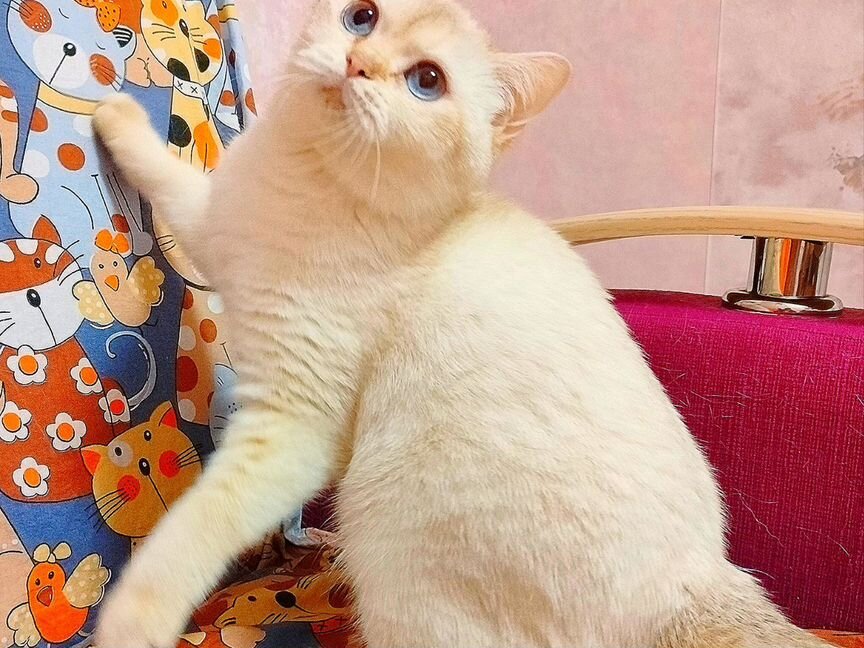 Шоколадная золотая шиншилла поинт девочка