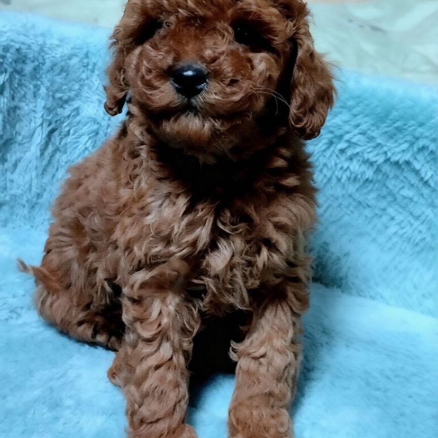 Пудель, щенок