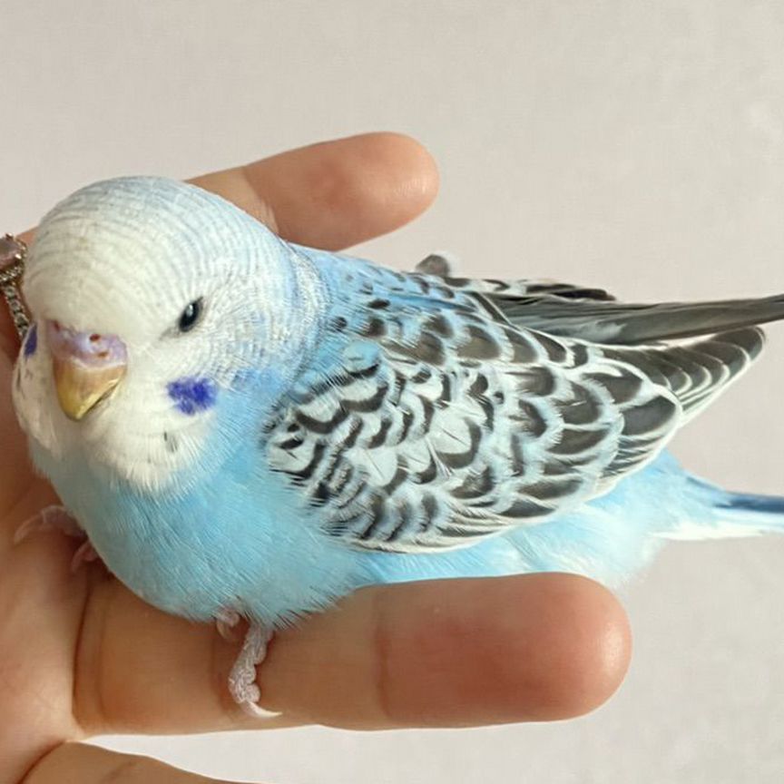 Ввп чехи птинец