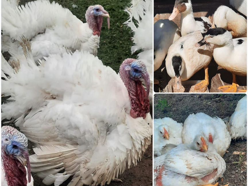 Индюки и бройлеры