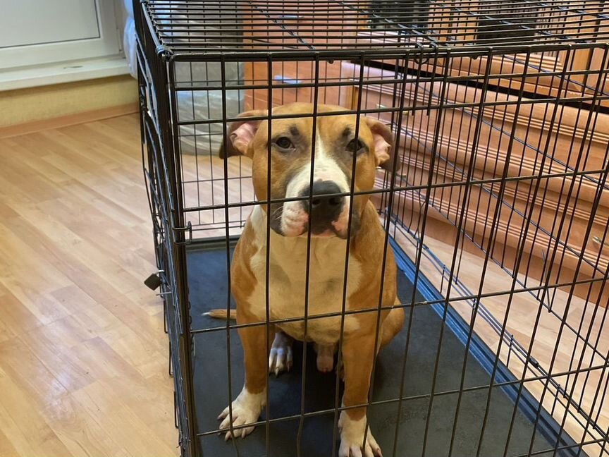 Стаффордширский терьер