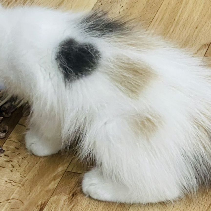 Котенок трехцветный