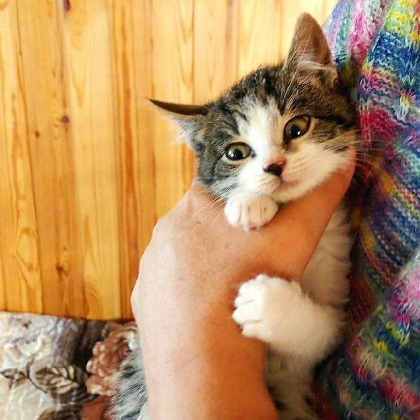 Котенок в добрые руки