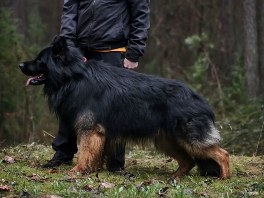 Щенки немецкой овчарки