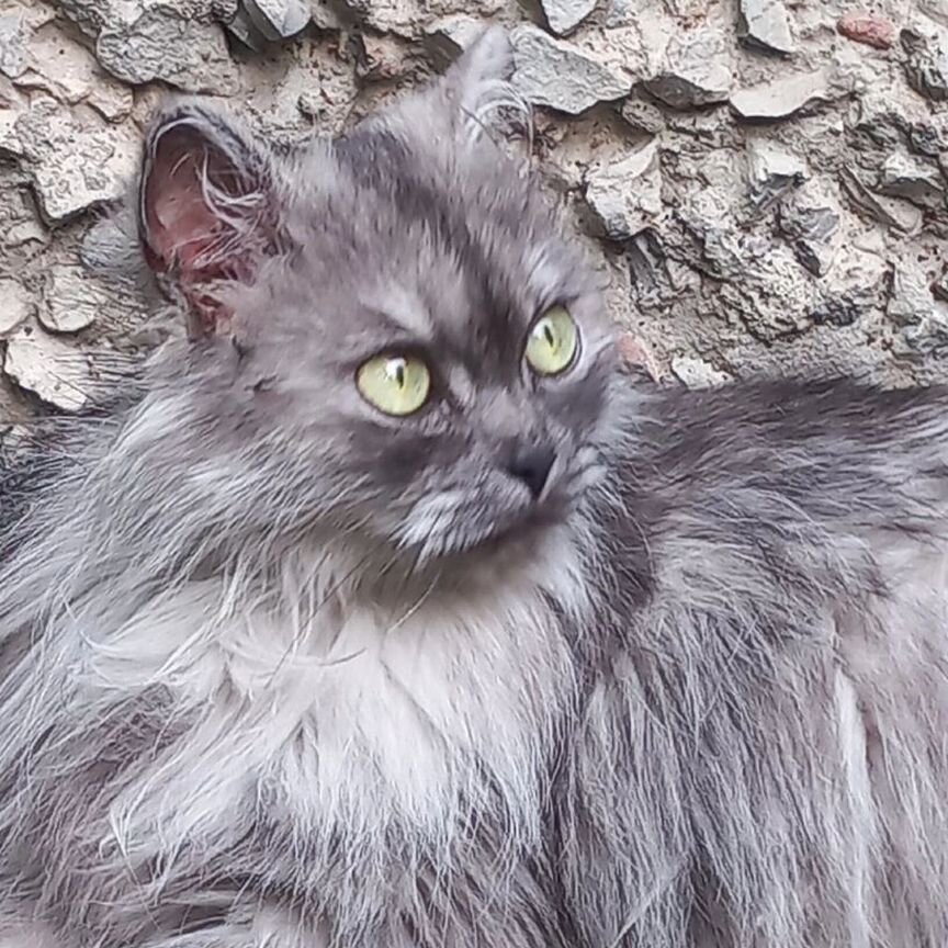 Кошка в дар